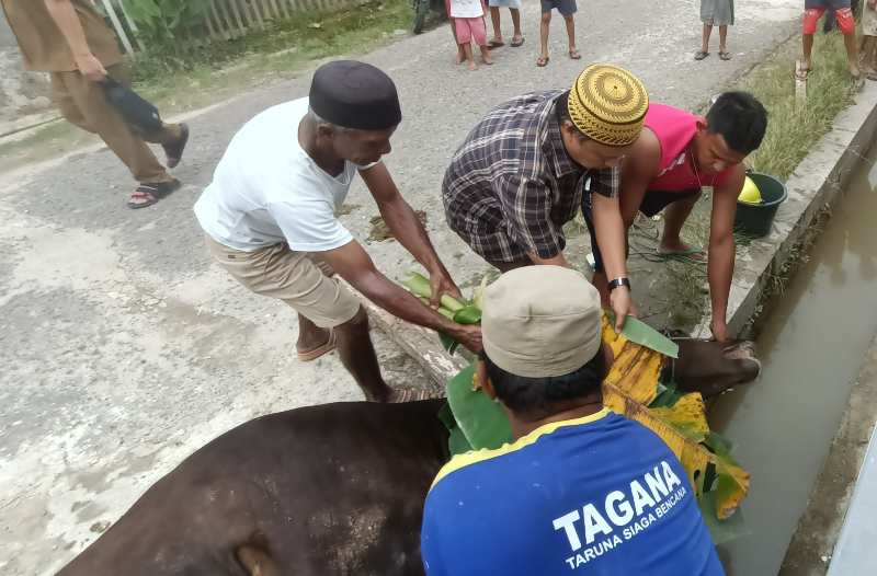 Hari Ke-3 Idul Adha 1443 H, Moh. Fadly Qurban Satu Ekor Sapi – Kabar Today