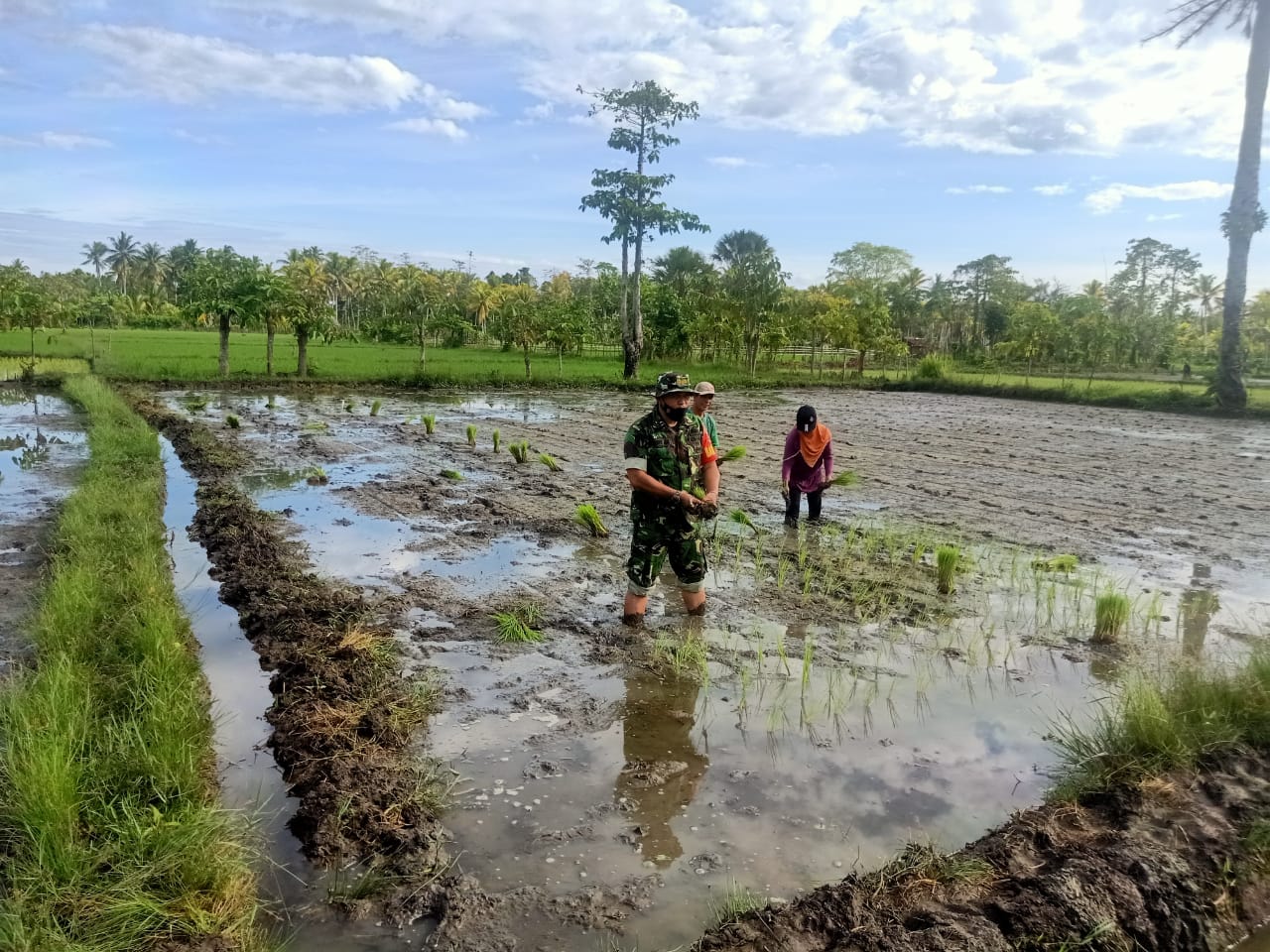 Penanaman Padi Jenis Lombi-lombi Dapat Pendampingan Dari Serda Moudy ...